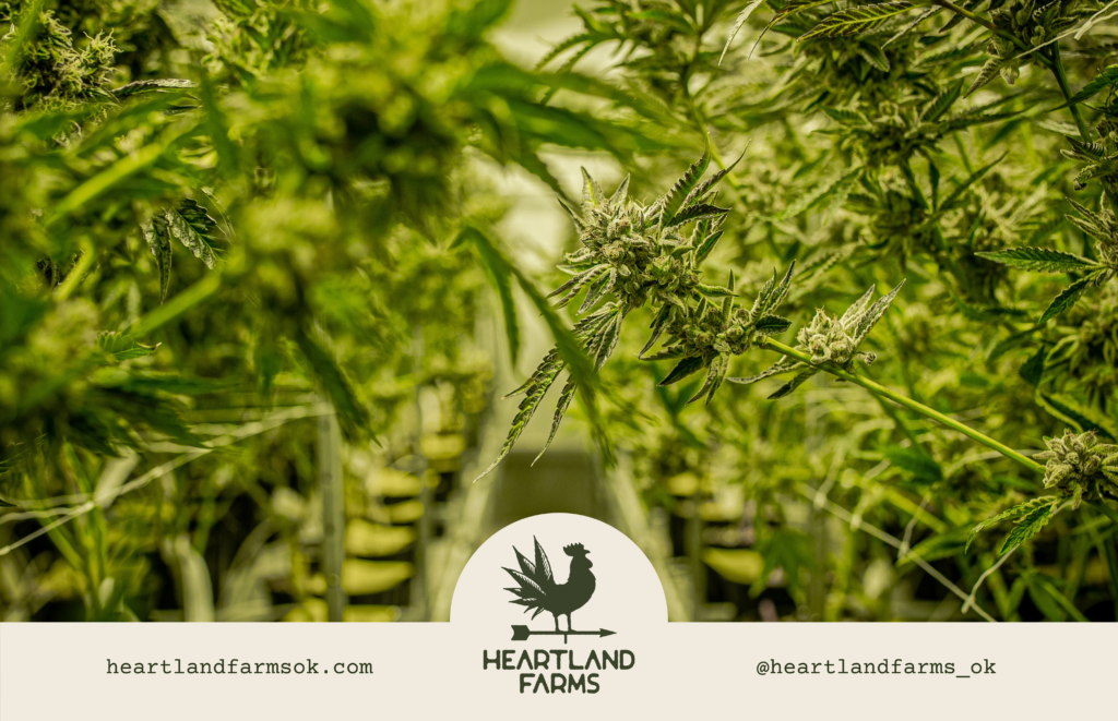 Heartland Farms • Herbage Magazine