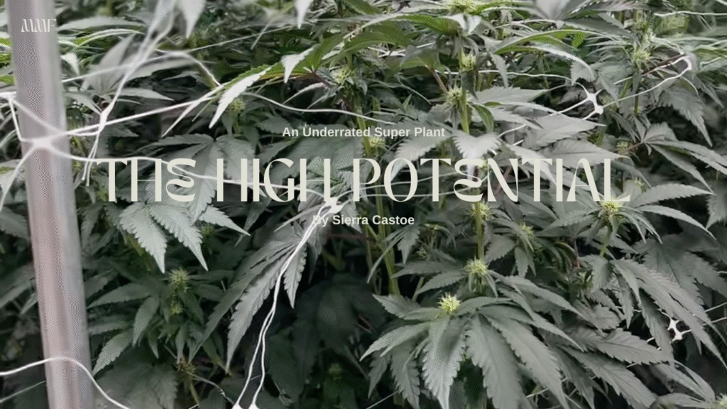 The High Potential: Cannabis as an Underrated Super Plant • Herbage ...